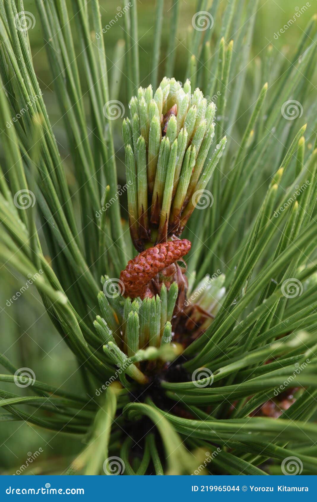Pine sprouts. stock photo. Image of closeup, beginnings - 219965044