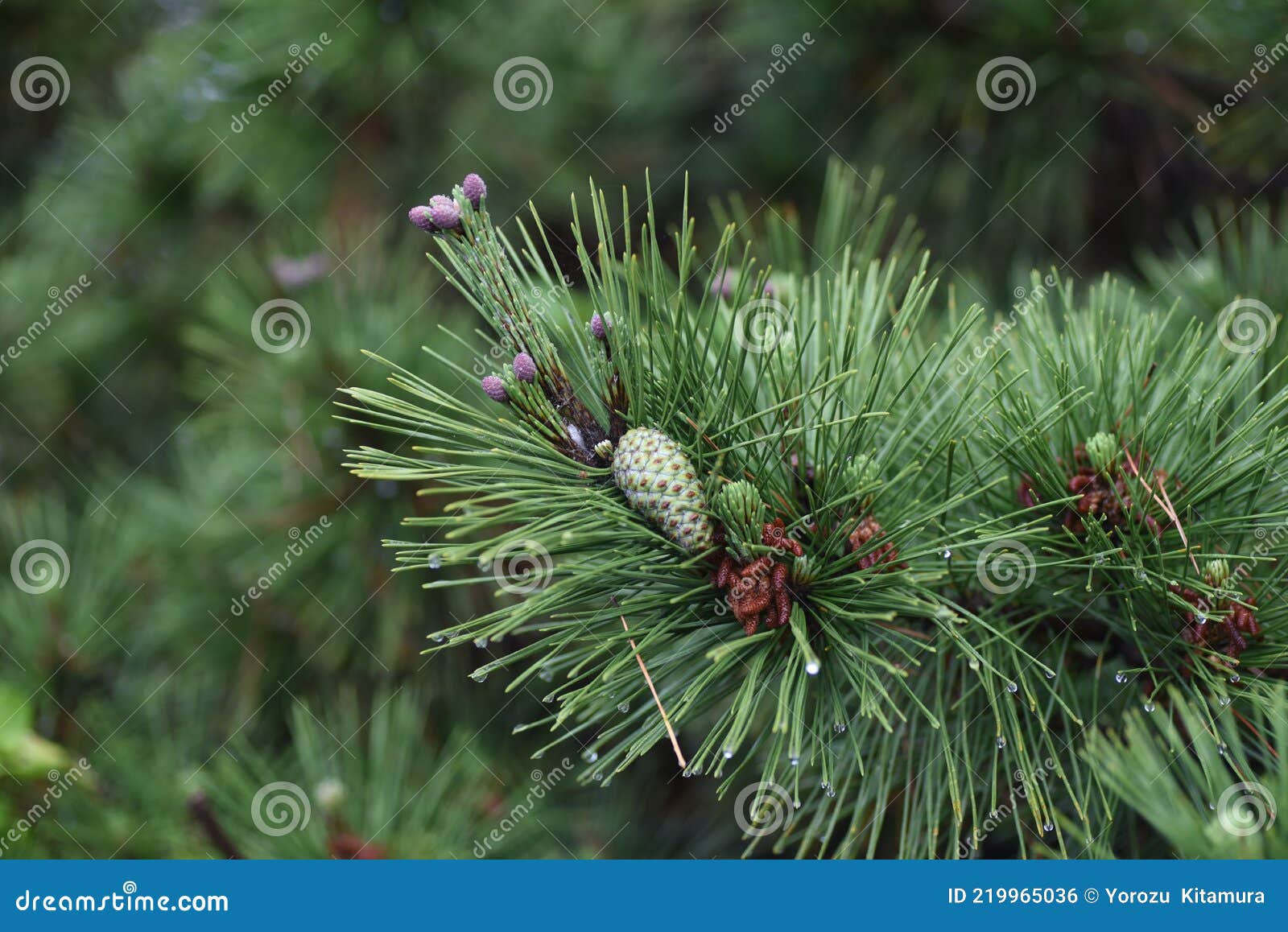 Pine sprouts. stock photo. Image of wood, coniferous - 219965036