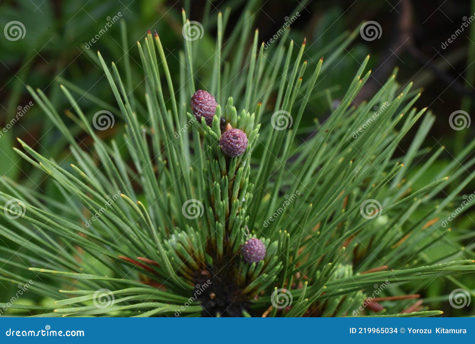 Pine sprouts. stock photo. Image of background, branch - 219965034