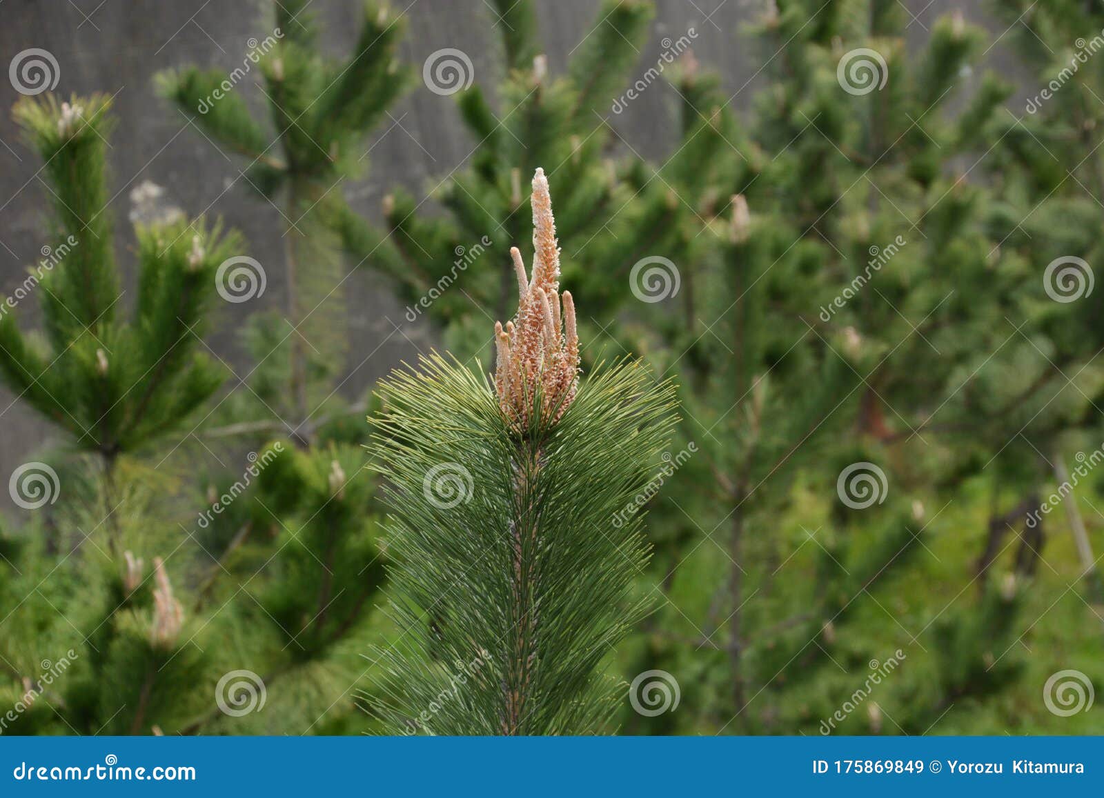 Pine sprouts stock image. Image of beautiful, nature - 175869849