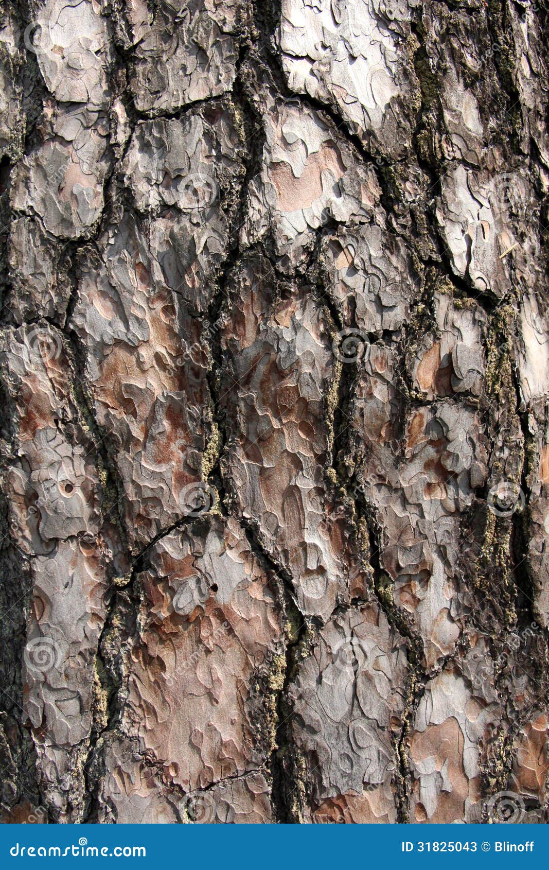 Pine spruce bark stock image. Image of bark, brown, aging - 31825043