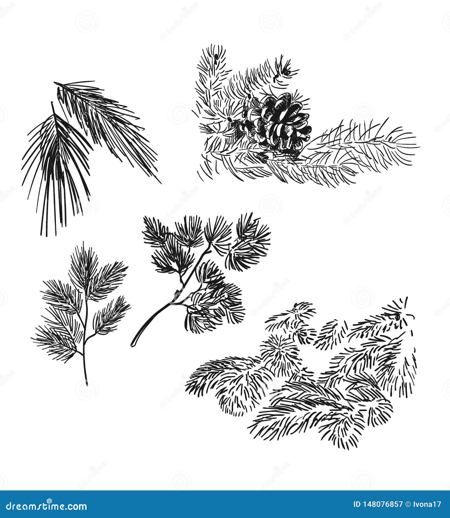 Pine and Spruce Branches Design Elements Vector Sketch Set Stock ...