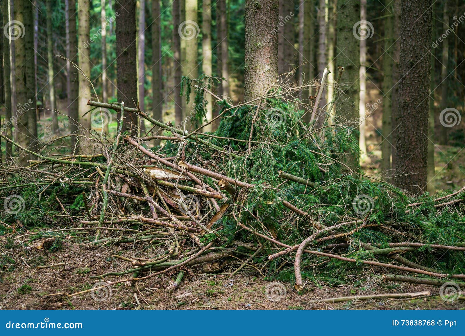 Pine Spruce Conifer Forest Cut Tree Branch Ground Stock Photo - Image ...