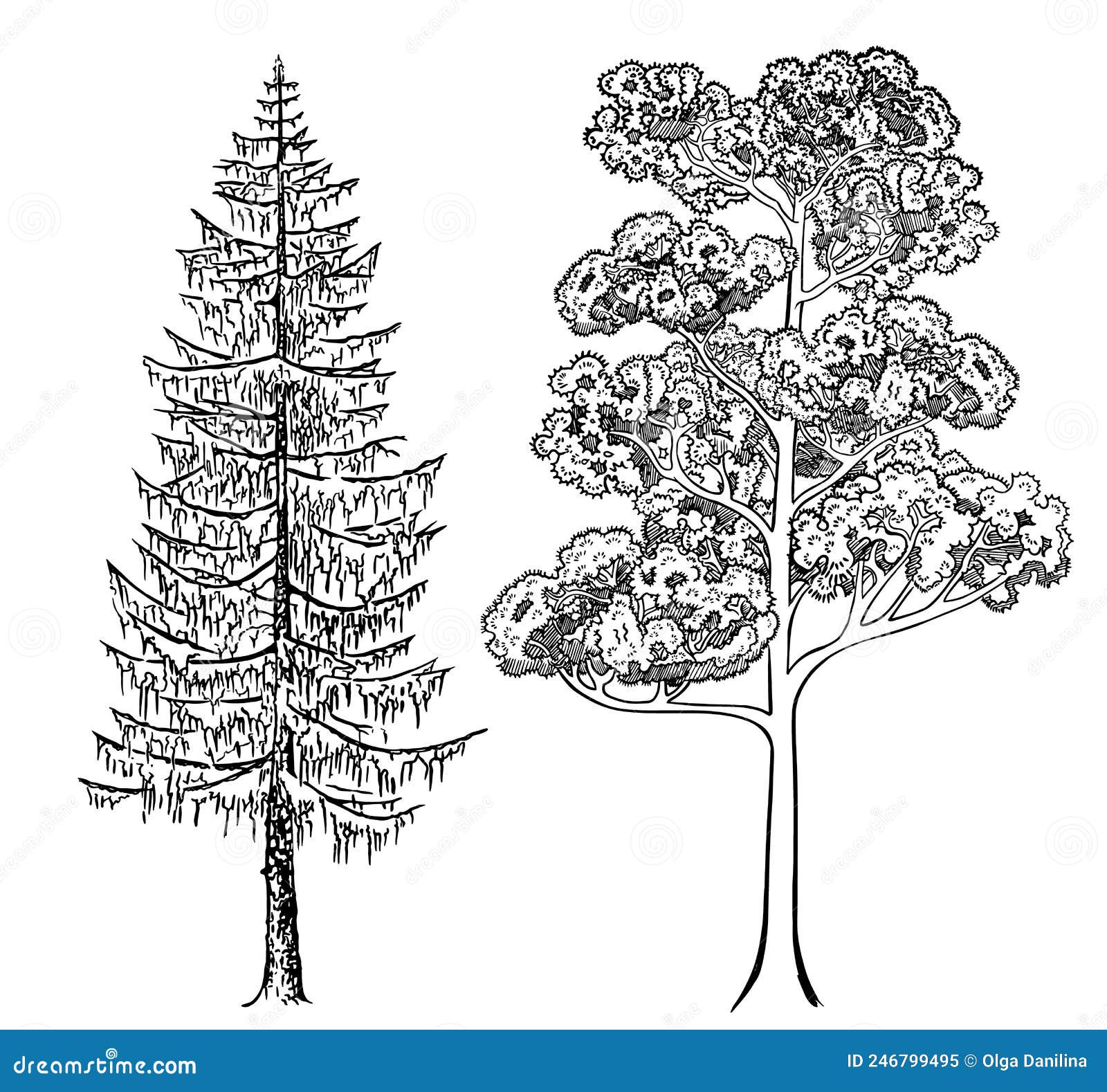Pine and Spruce Sketch Hand Drawn Vector Stock Vector - Illustration of ...