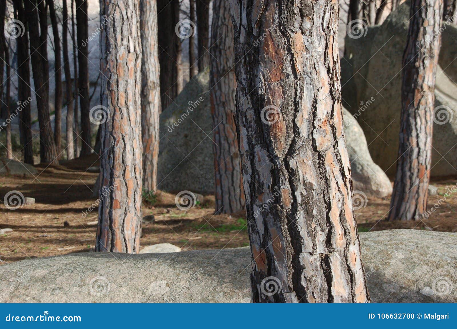 Pine stalks of Caprera stock photo. Image of bark, forest - 106632700