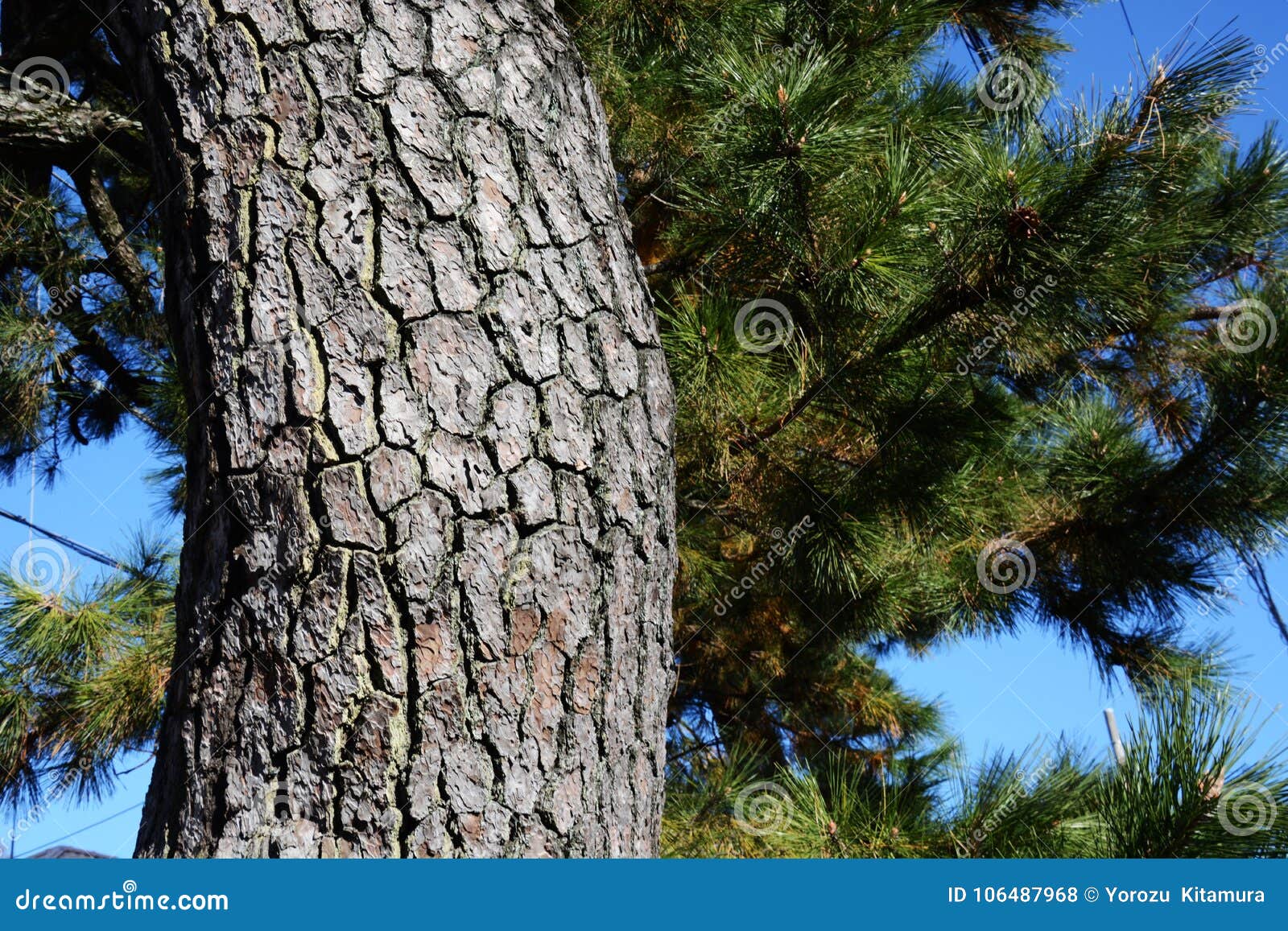 Pine stem stock photo. Image of rosin, bark, perfume - 106487968