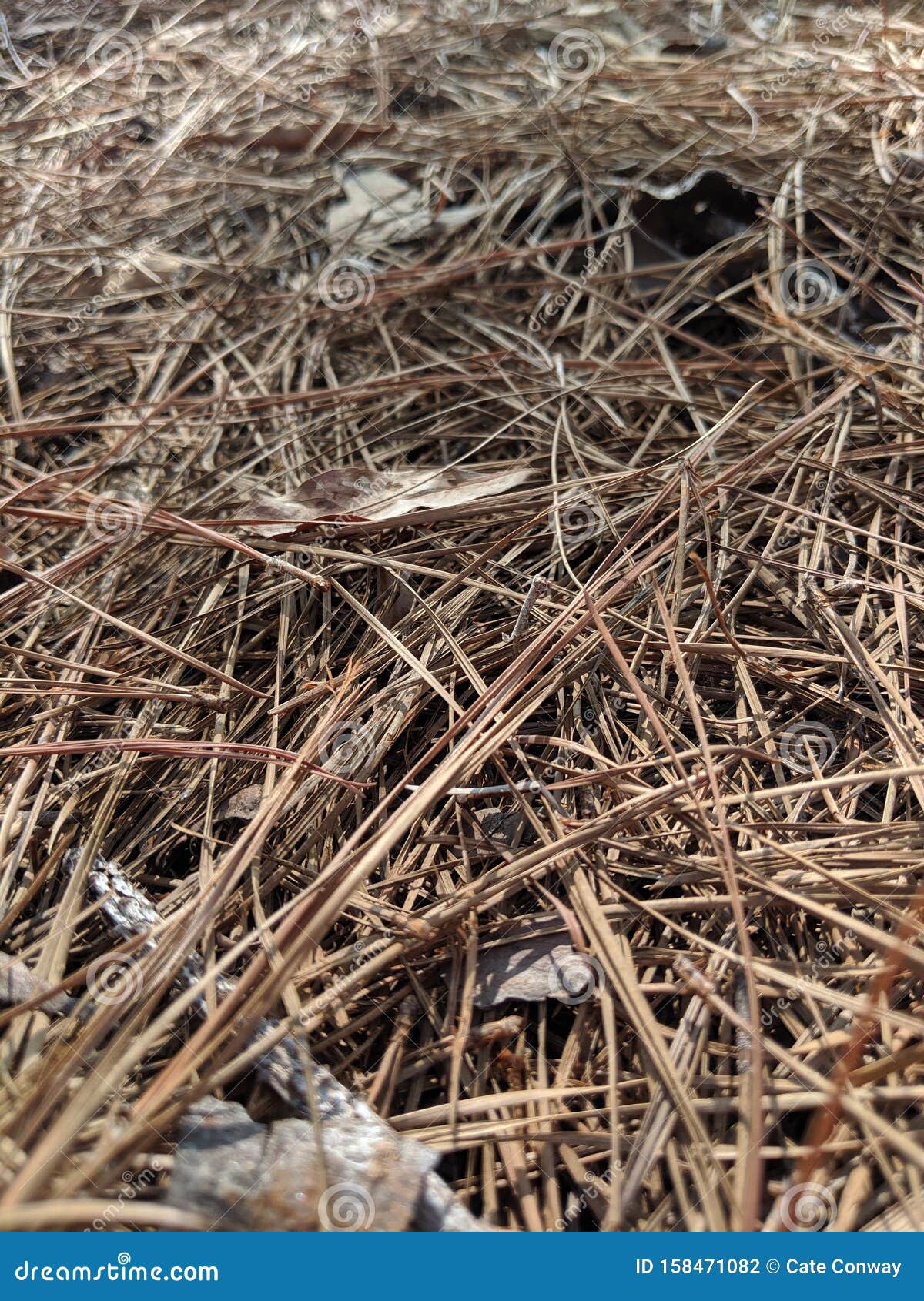 Pine straw on ground stock photo. Image of straw, ground - 158471082