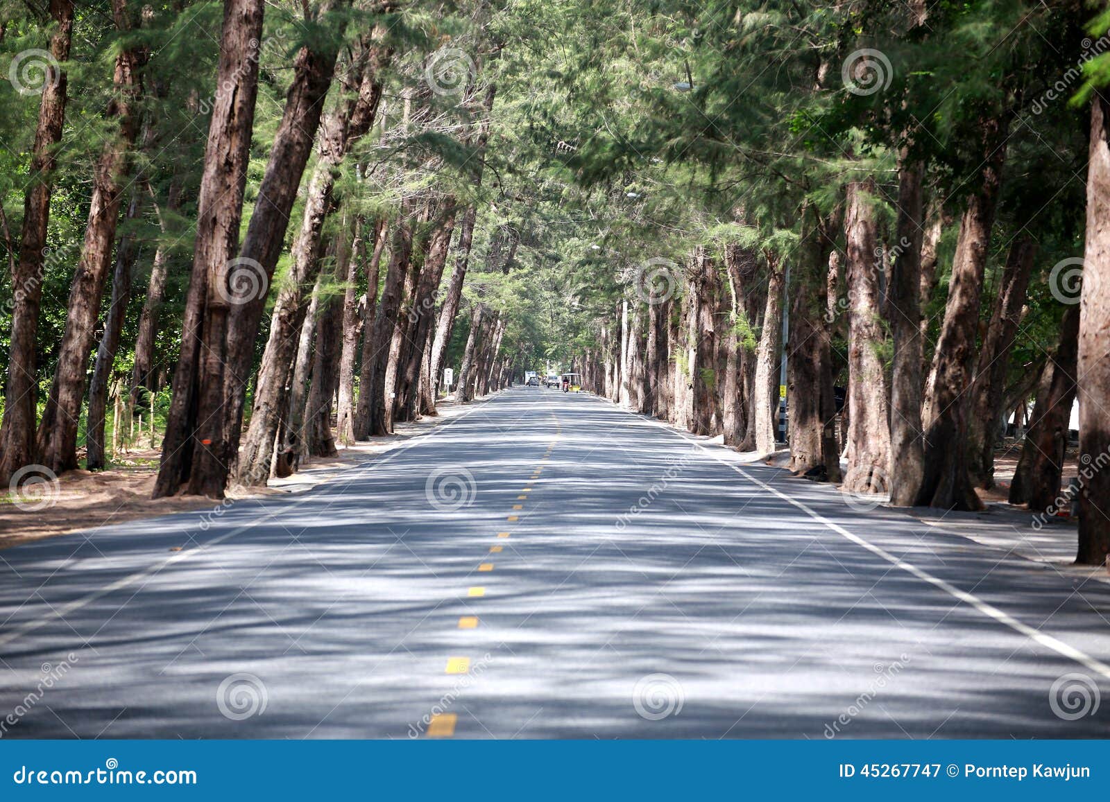 Pine Street stock image. Image of plantation, path, streetnhat - 45267747