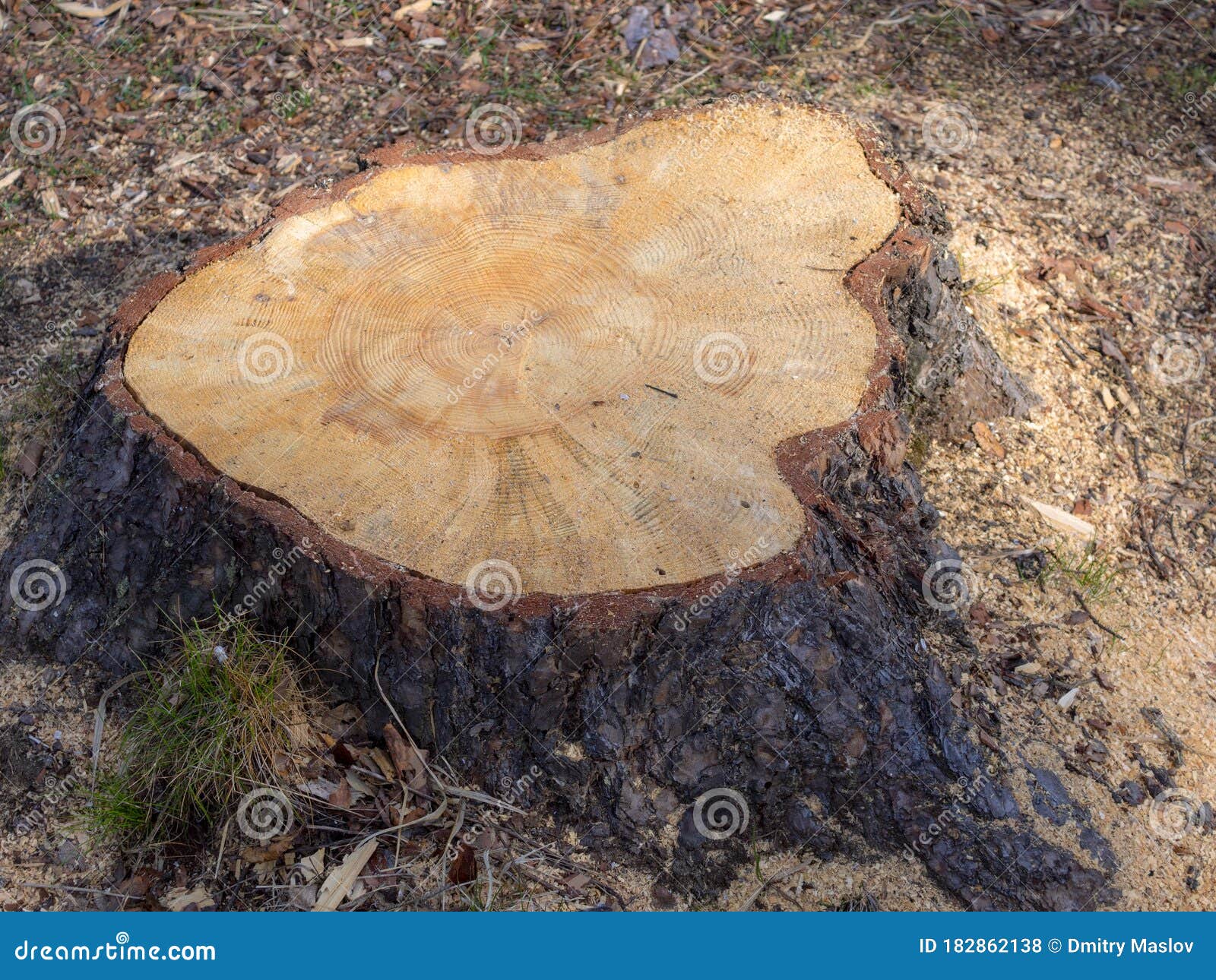 Pine stump in the forest stock photo. Image of green - 182862138
