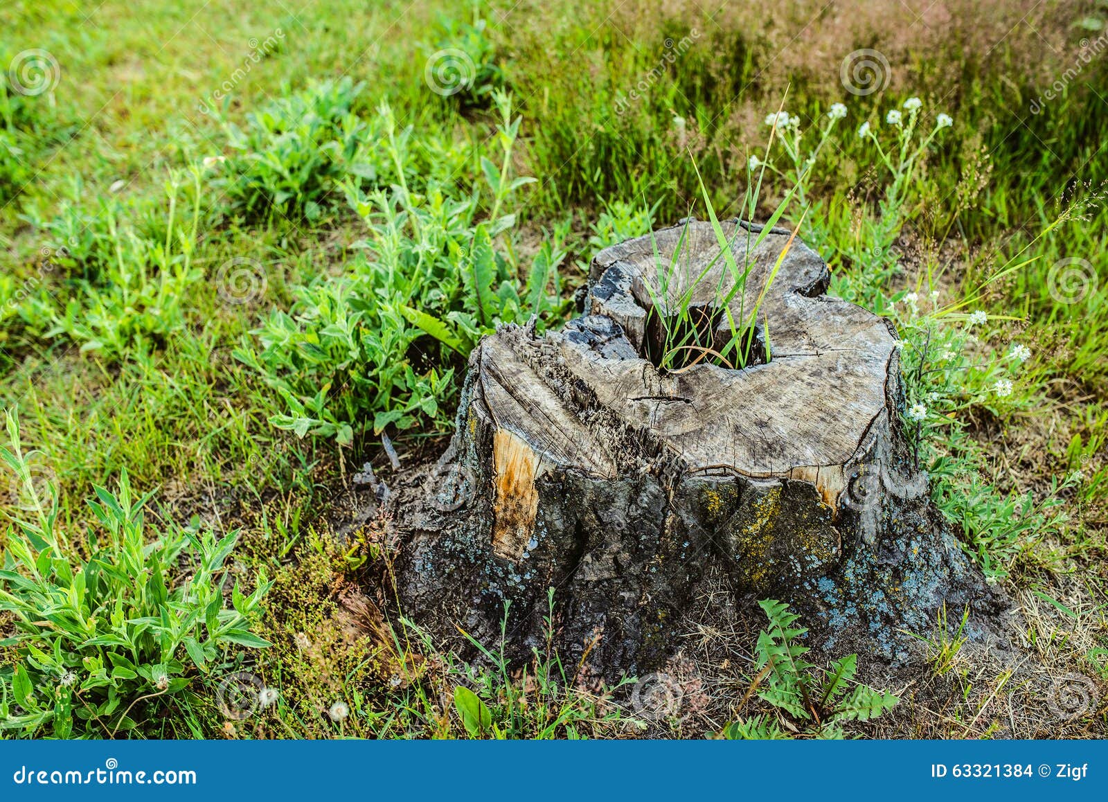 Pine stump stock photo. Image of environment, lumber - 63321384