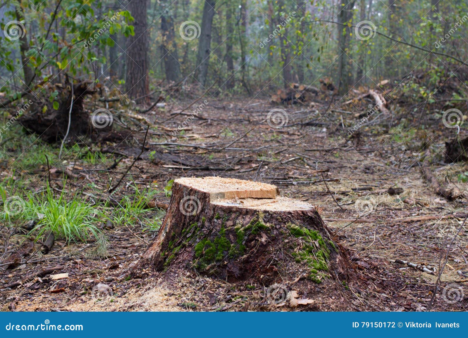 Pine Stump, Result of Tree Felling. Total Deforestation, Cut Forest ...