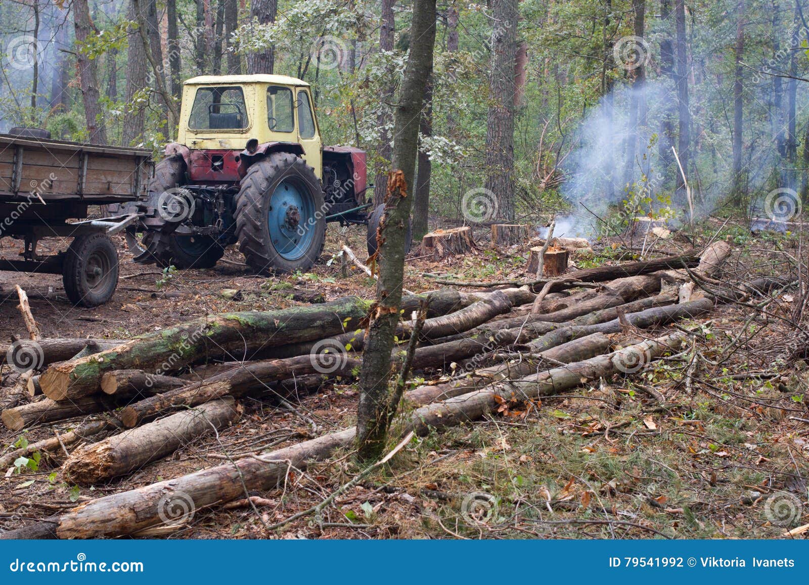 Pine Stump, Result of Tree Felling. Total Deforestation, Cut Forest ...