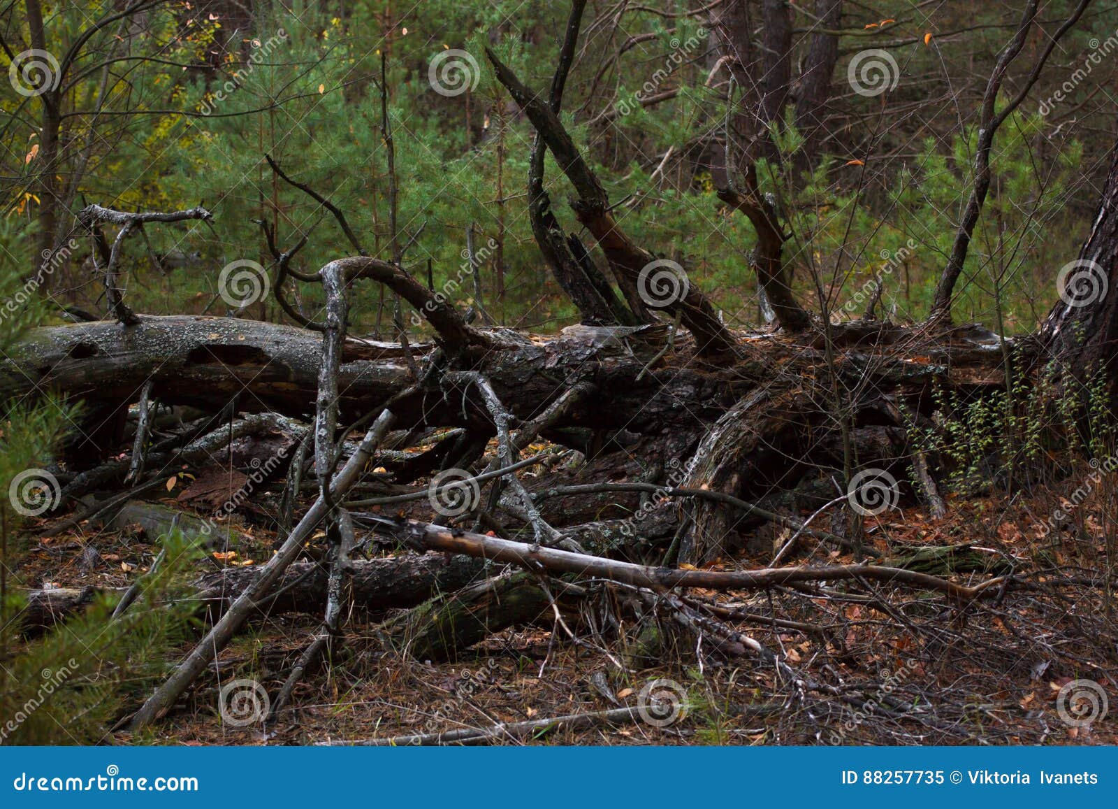 Pine Stump, Result of Tree Felling. Total Deforestation, Cut Forest ...