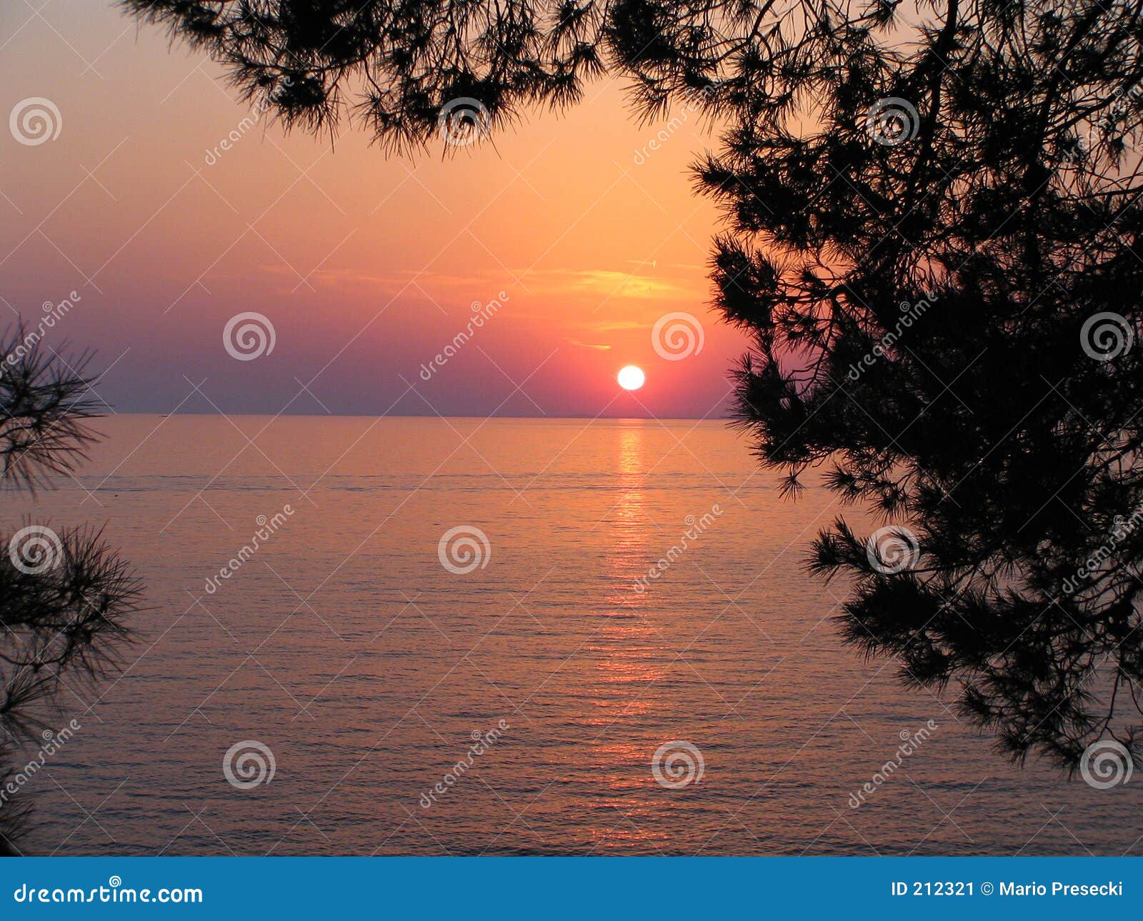 Pine sunset stock image. Image of vacation, glow, tree - 212321