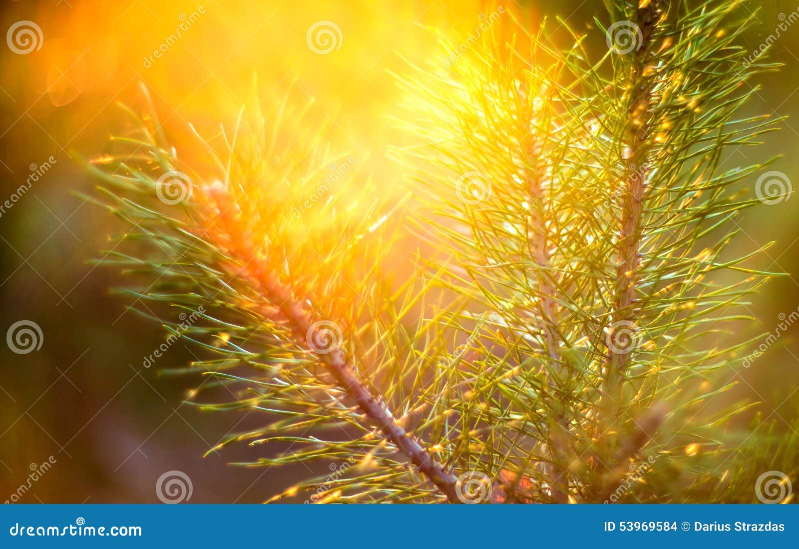 Pine at sunset stock photo. Image of helios, pine, sunset - 53969584
