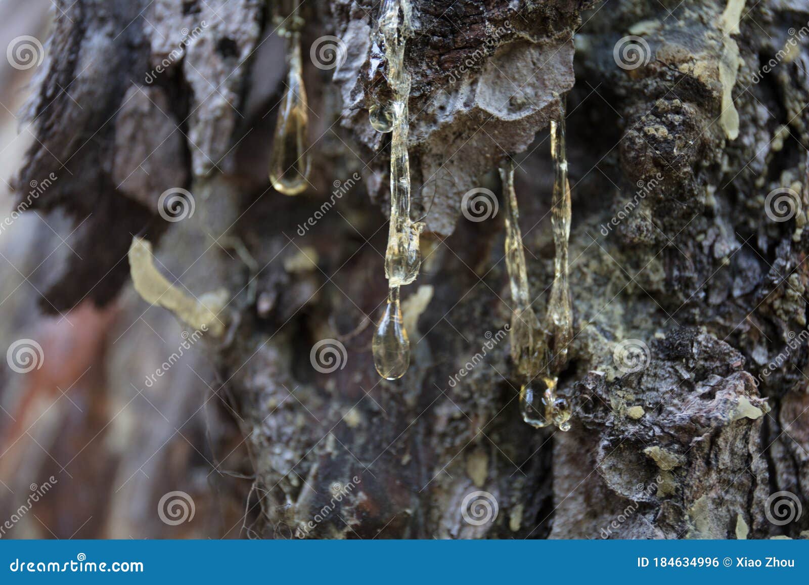 Pine tar stock photo. Image of skin, fuel, staky, wood - 184634996