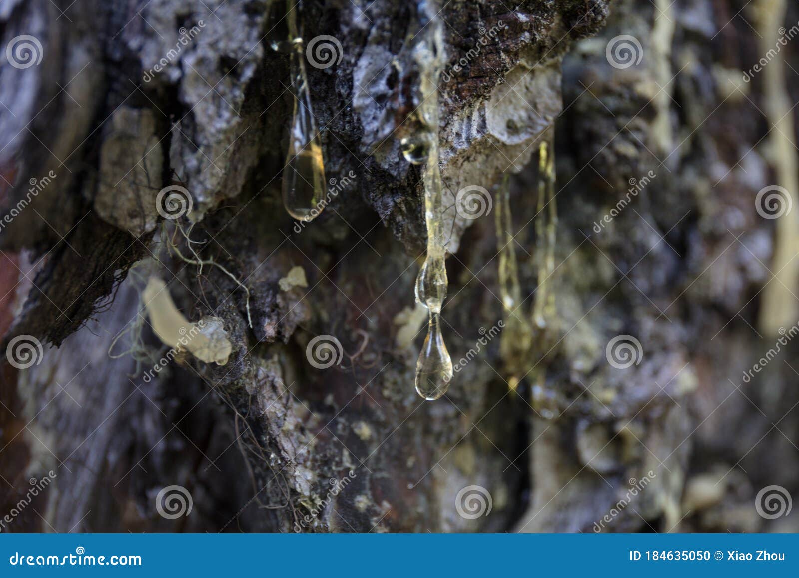 Pine tar stock photo. Image of tree, herb, skin, fuel - 184635050