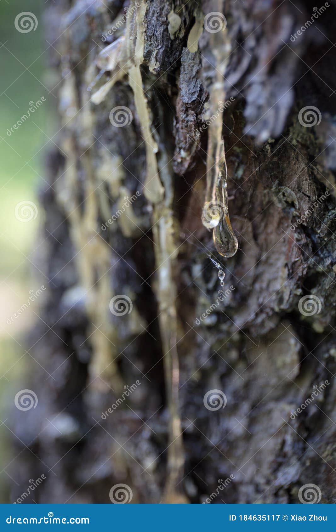 Pine tar stock image. Image of tree, skin, fuel, pine - 184635117