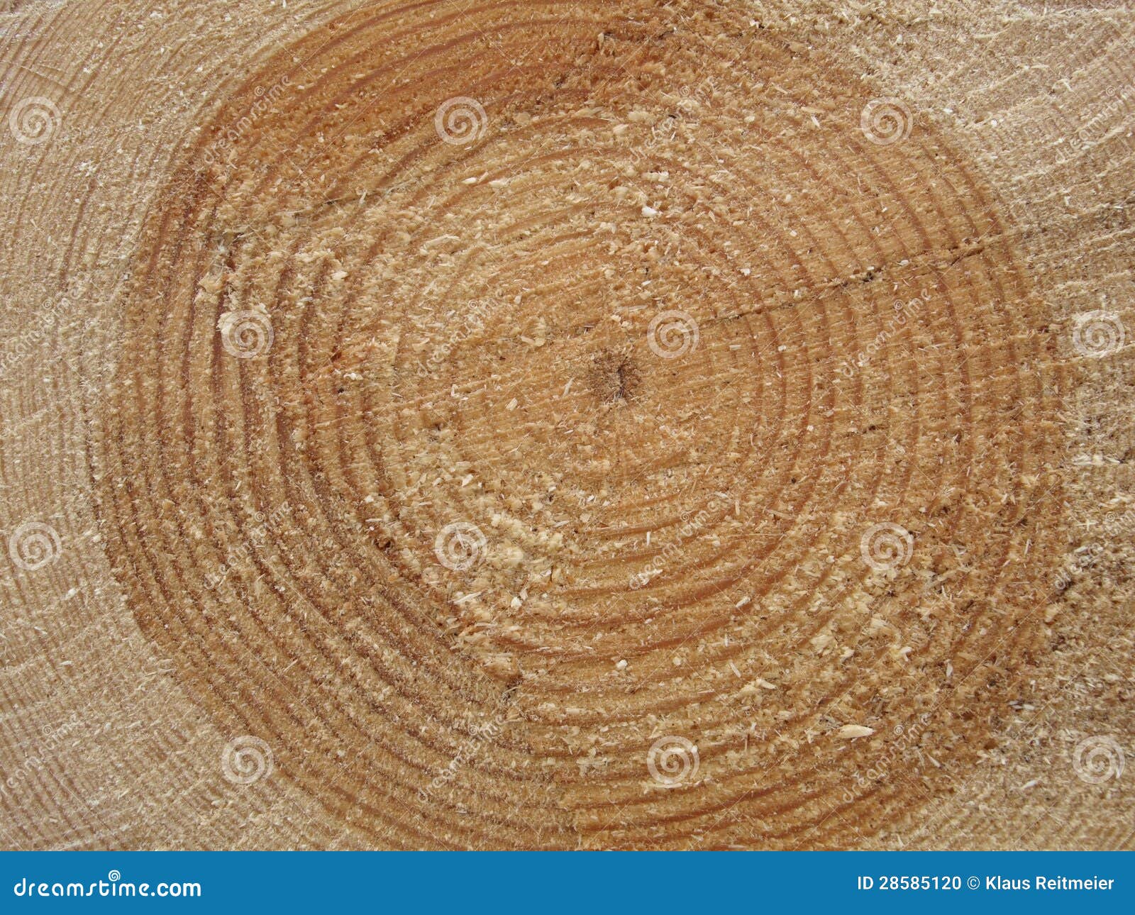 Pine texture stock photo. Image of texture, wood, tree - 28585120