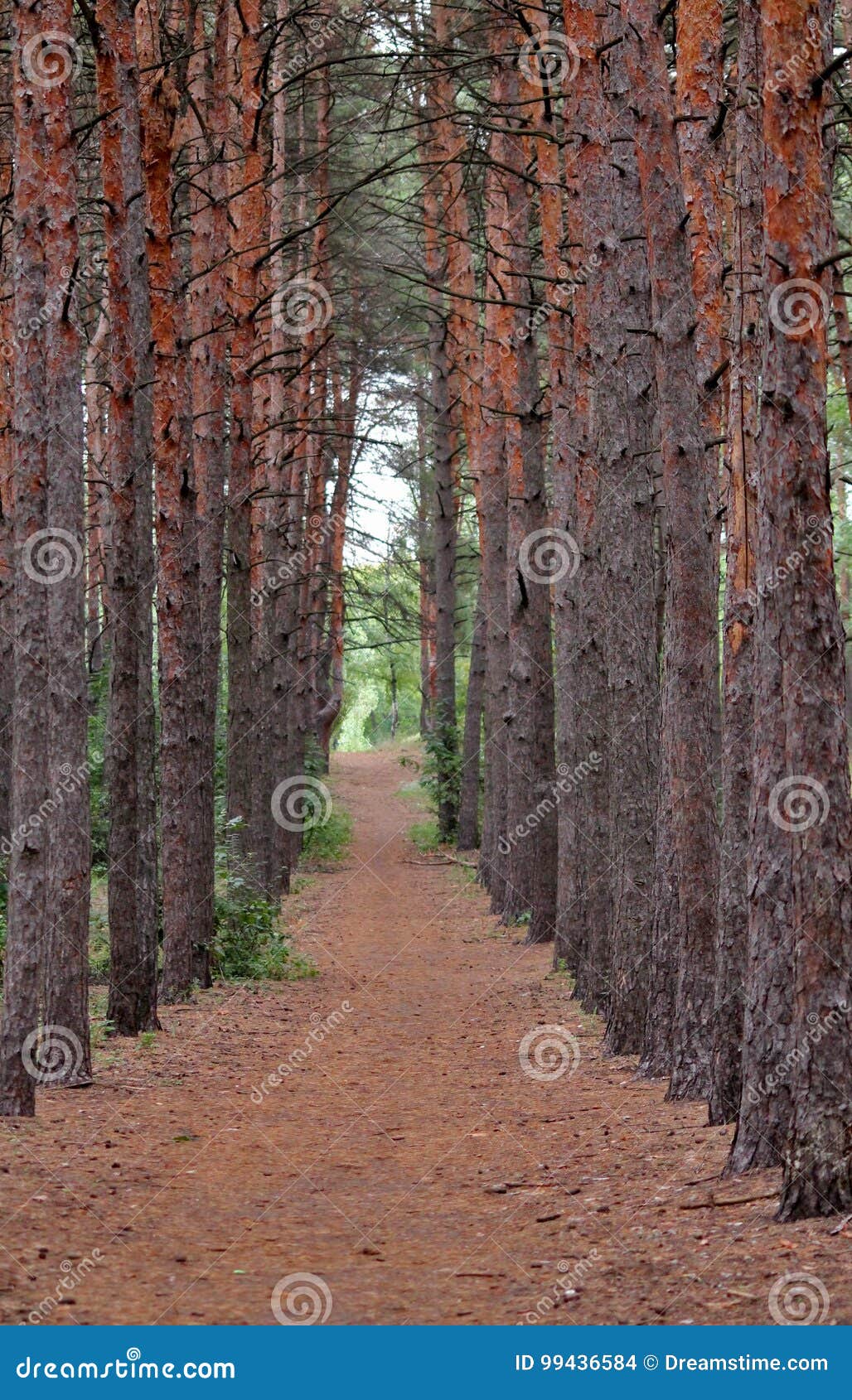 Pine thicket stock photo. Image of footpath, texture - 99436584