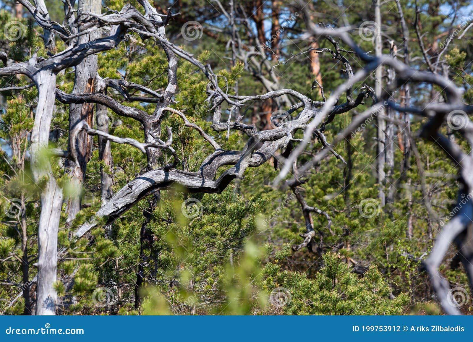 Pine Three and Old Withered Trees in Forest Wit Reflections Stock Photo ...