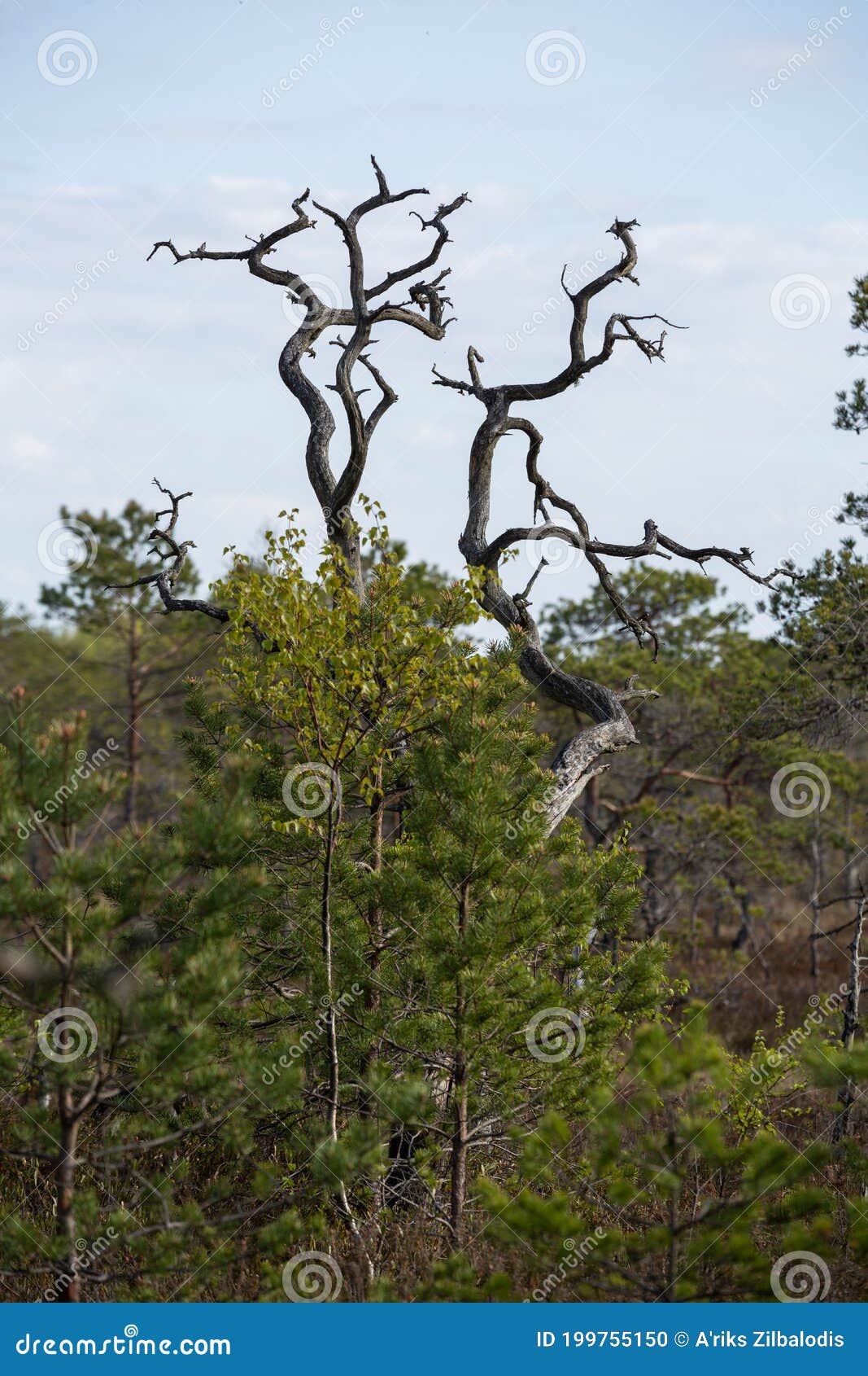 Pine Three and Old Withered Trees in Forest Wit Reflections Stock Photo ...