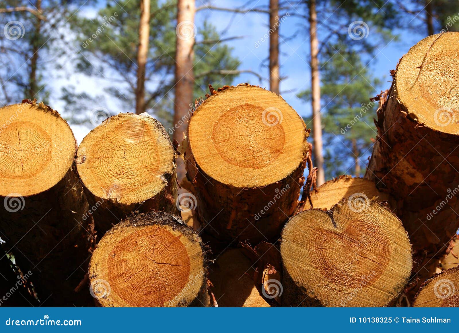 Pine Timber stock image. Image of environment, lumber - 10138325