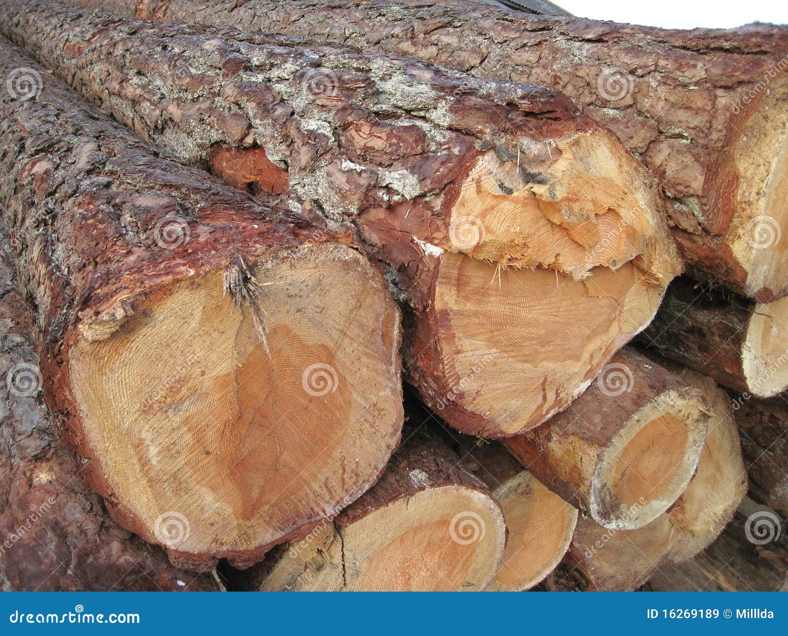 Pine timber stock image. Image of abstract, yellow, store - 16269189