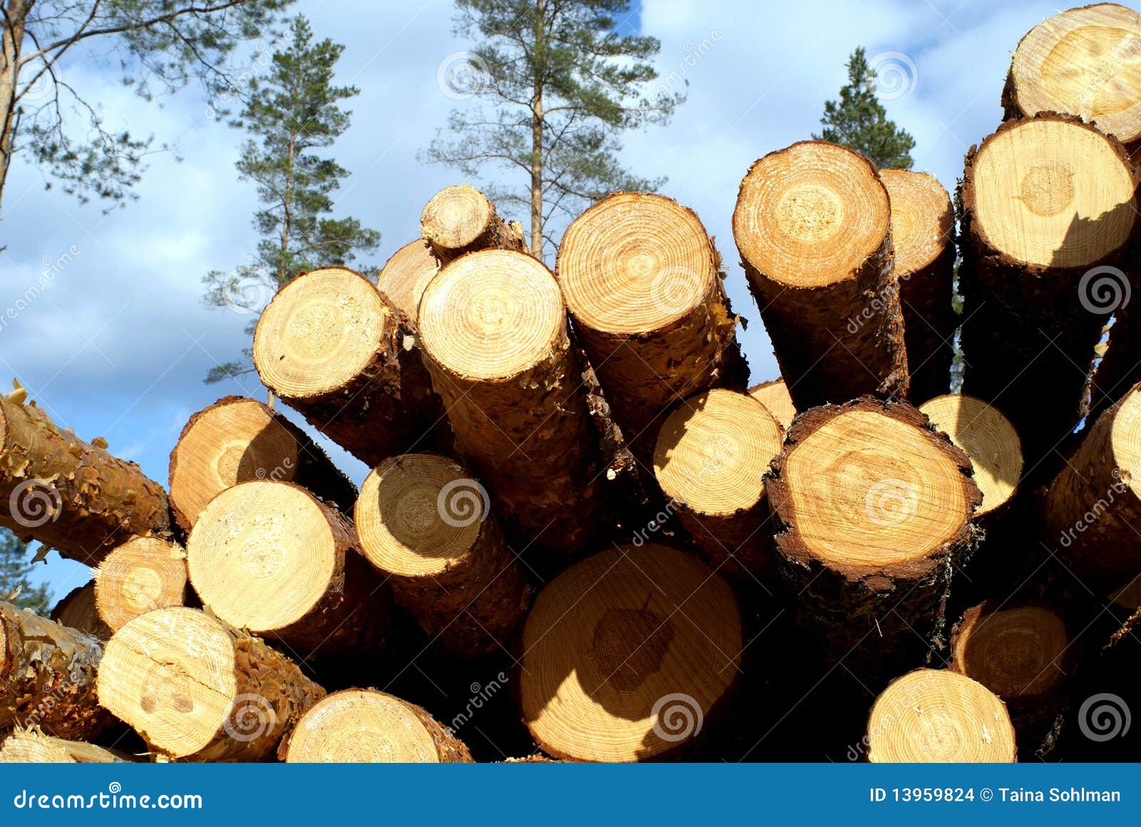 Pine Timber in Forest stock photo. Image of finland, pile - 13959824