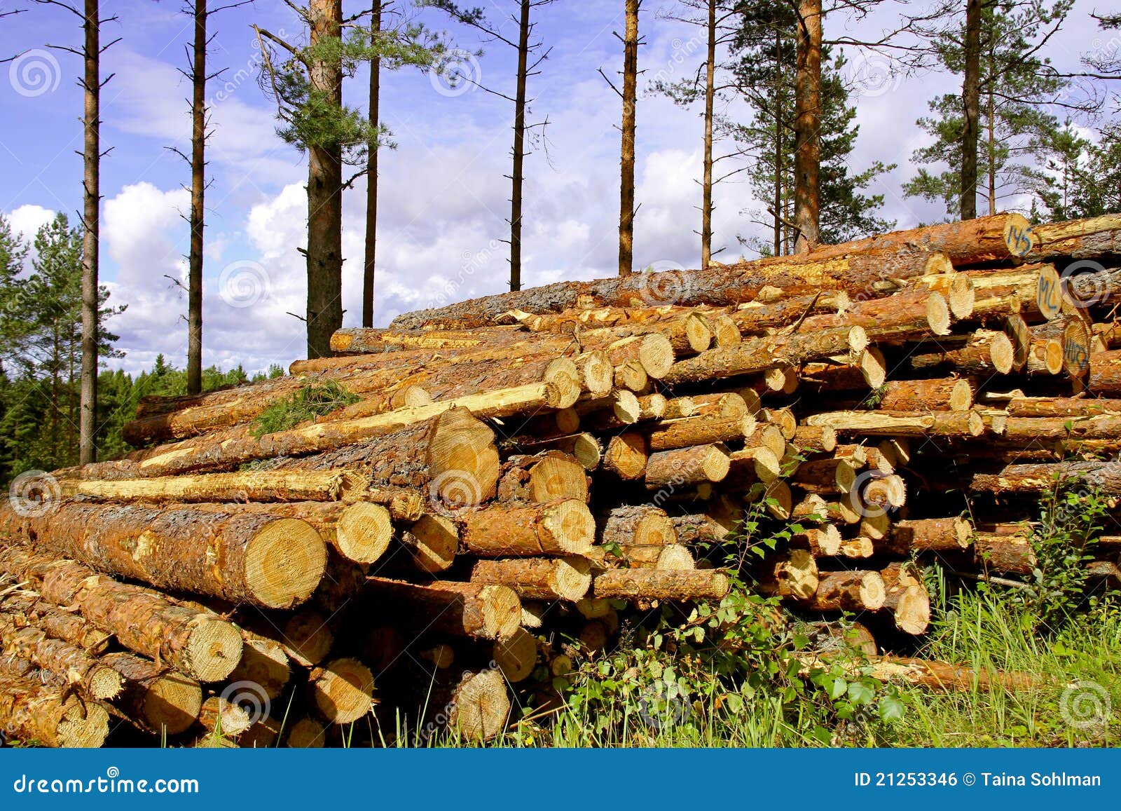 Pine Timber In Forest Royalty Free Stock Image - Image: 21253346