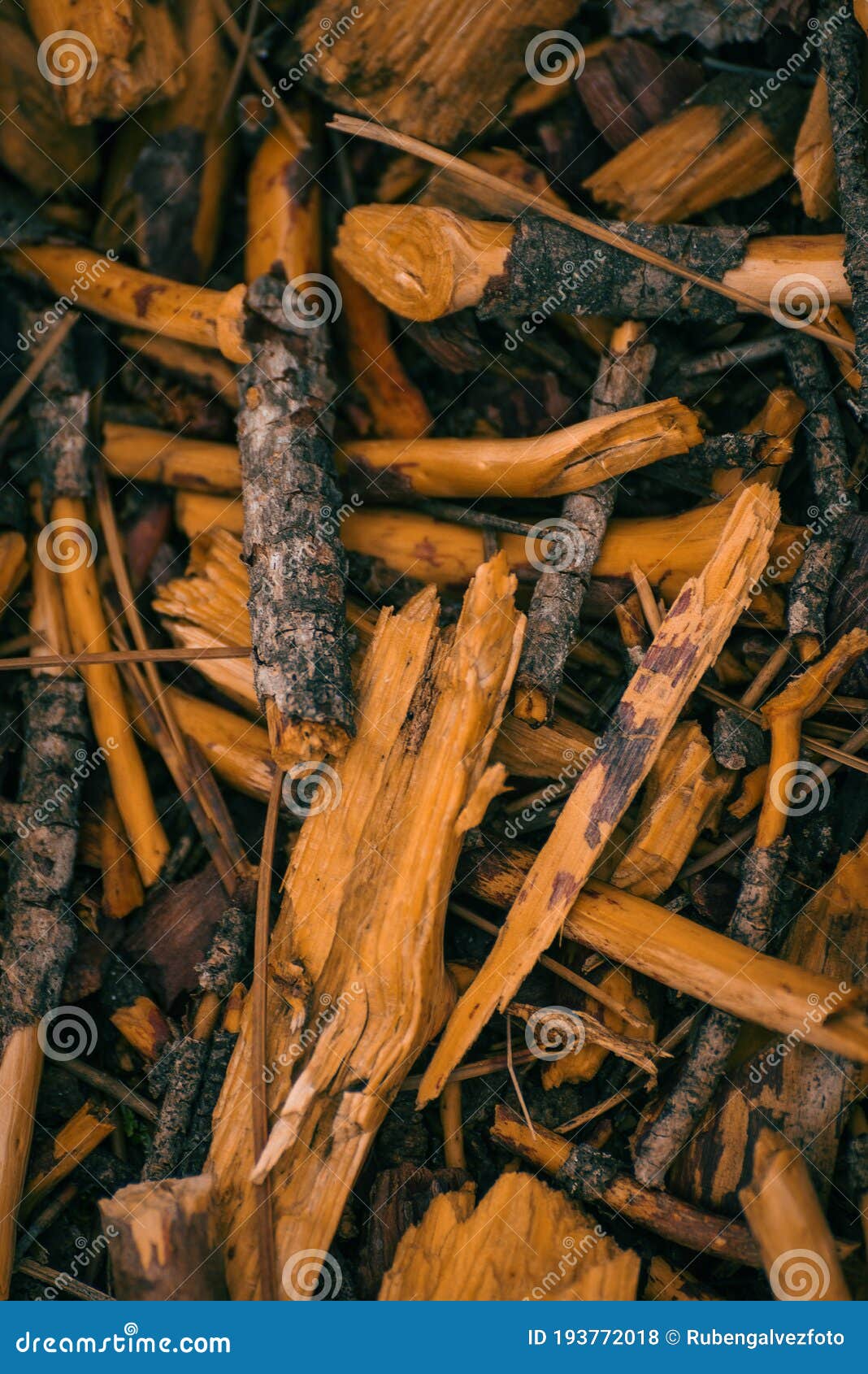 Pine Timber Forest Ground Logs Soil Stock Photo - Image of industry ...