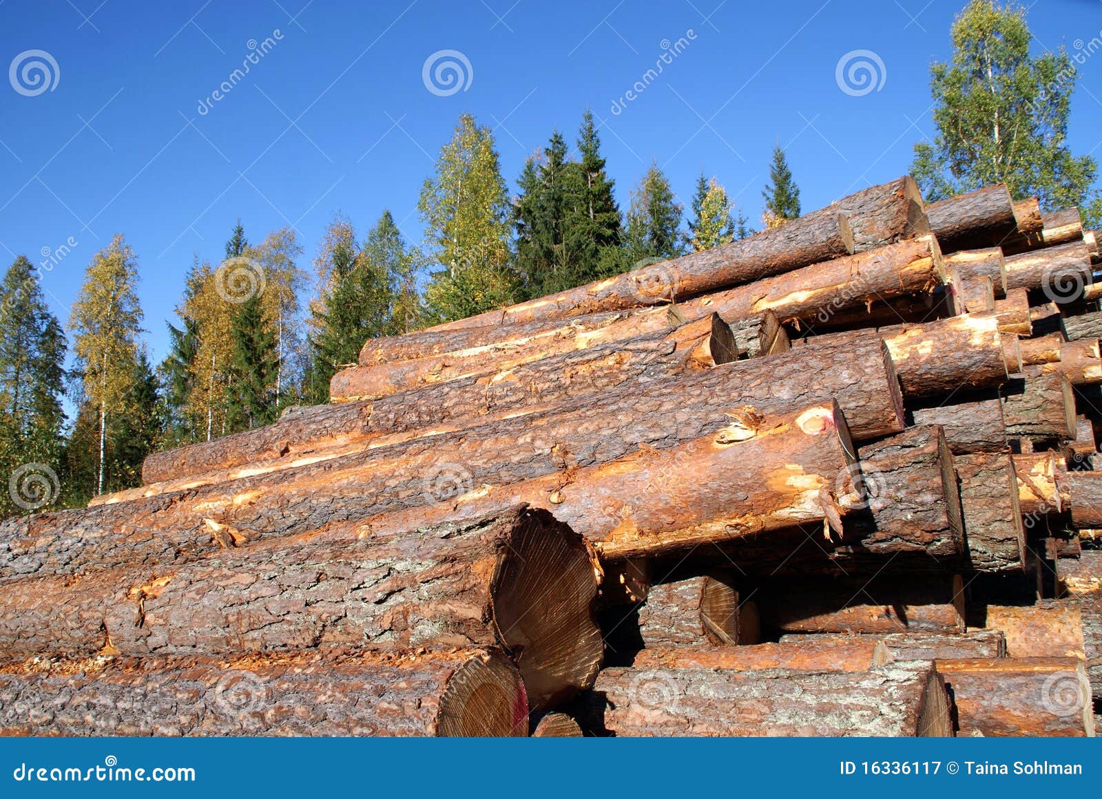Pine Timber Logs Stacked in Autumn Forest Stock Image - Image of nature ...
