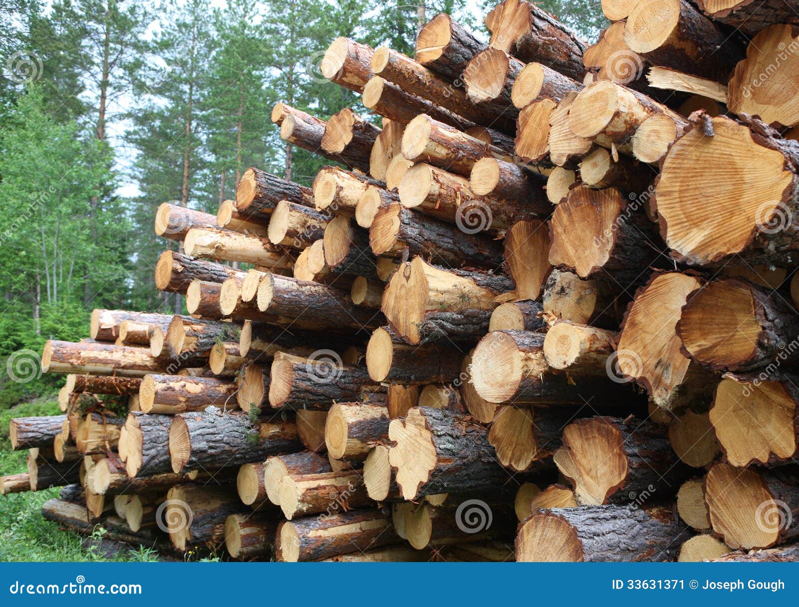 Pine Timber Logs Stacked for Collection Stock Image - Image of pine ...