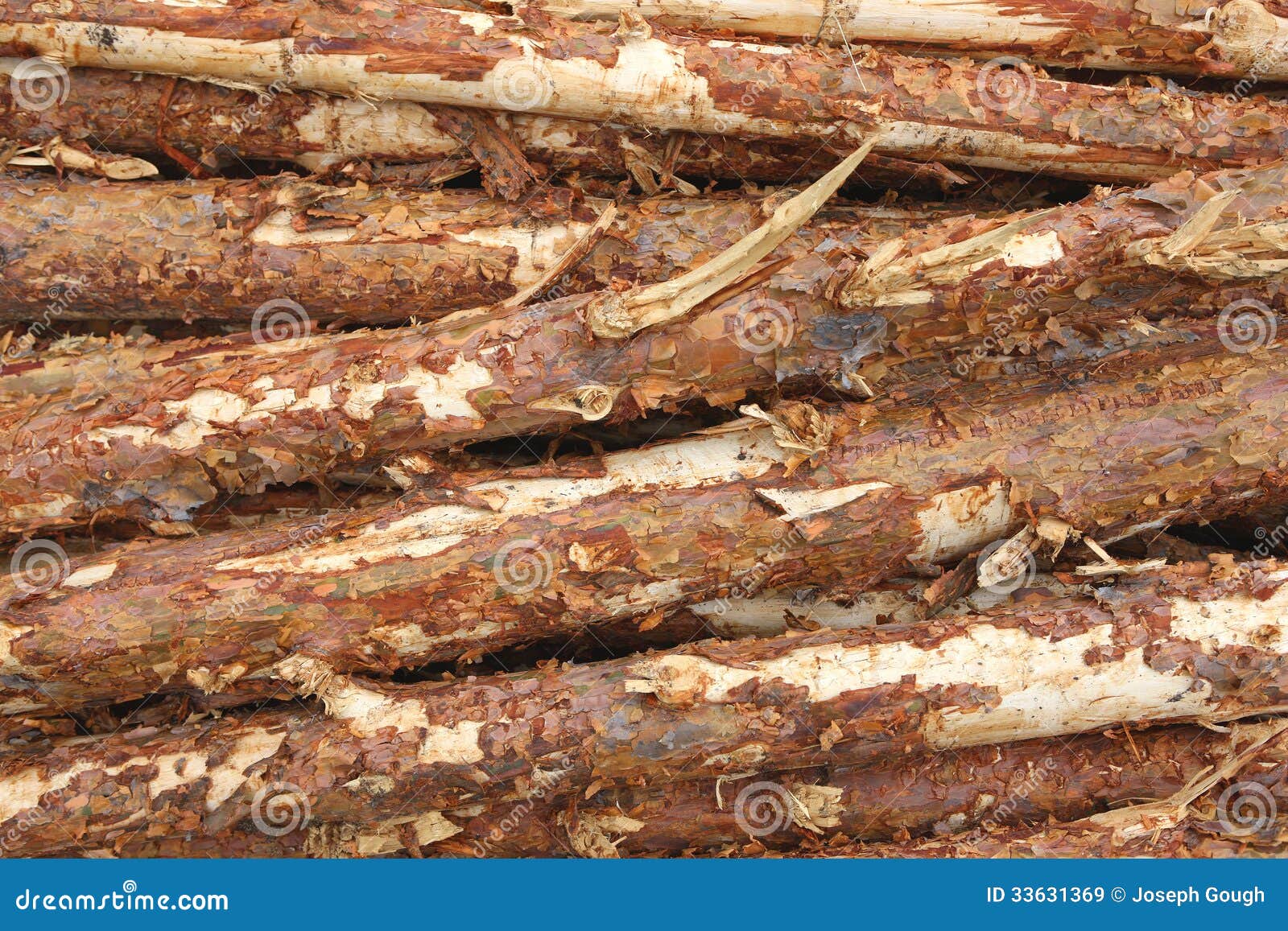 Pine Timber or Lumber Log Background Stock Image - Image of timber ...