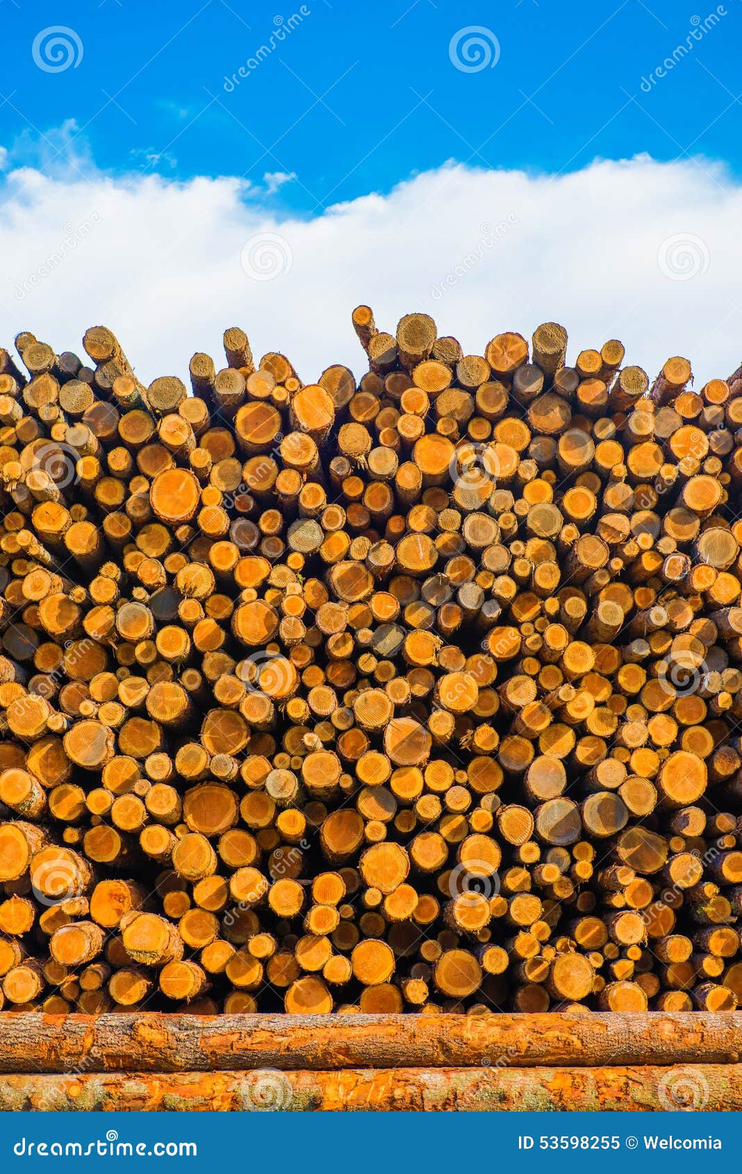 Pine Timber at Lumber Yard stock image. Image of material - 53598255