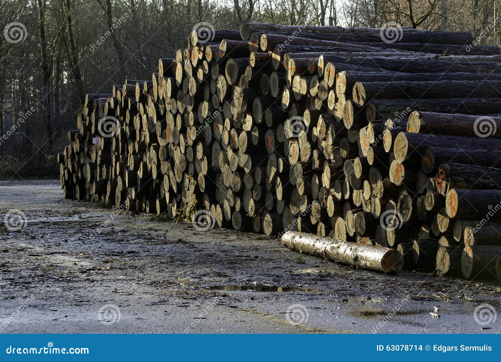 Pine Timber Stacked Et Forest Stock Photo - Image of large, plank: 63078714