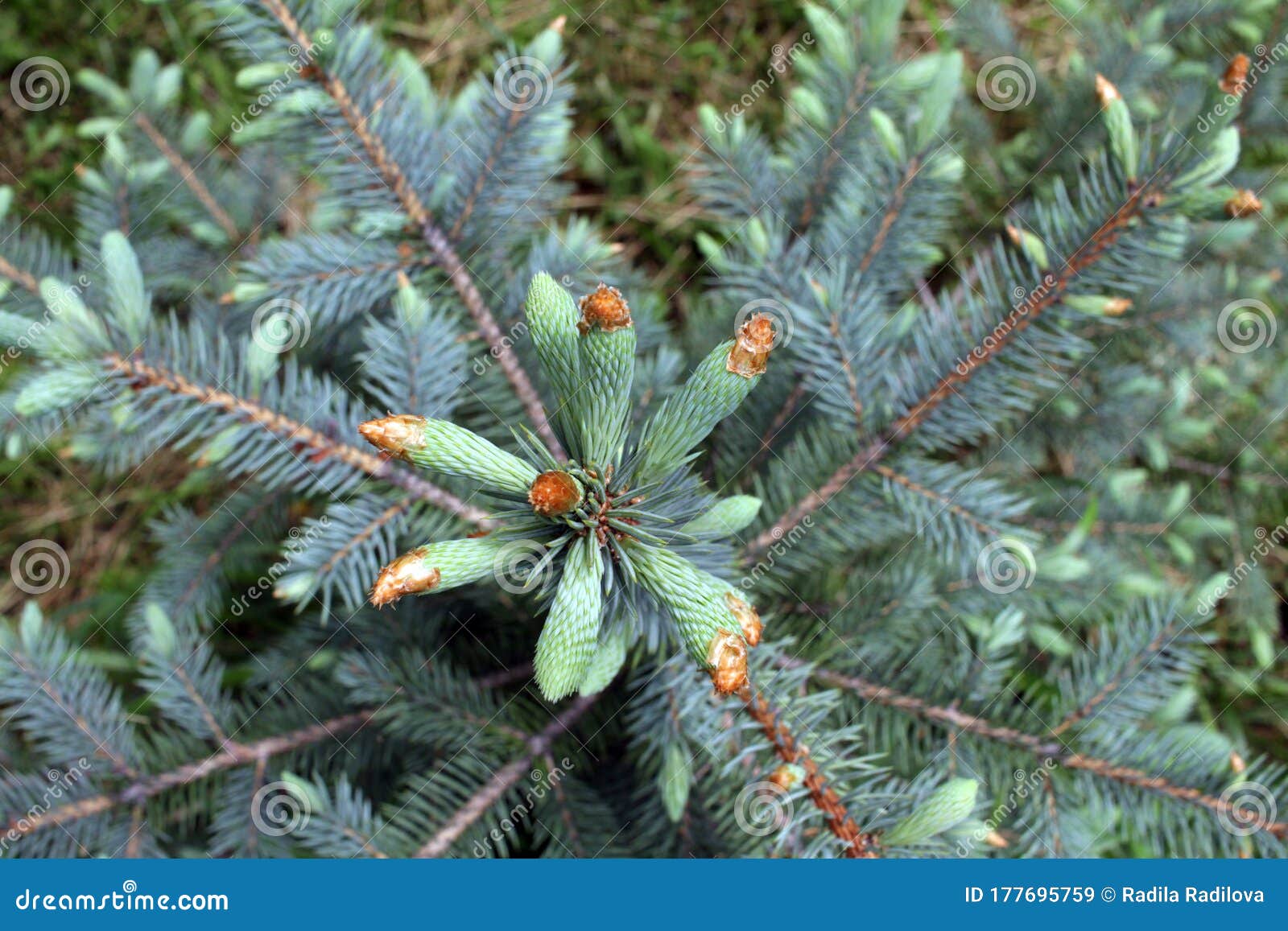 Pine Tips. Evergreen Tree with Young Tips Stock Image - Image of scots ...