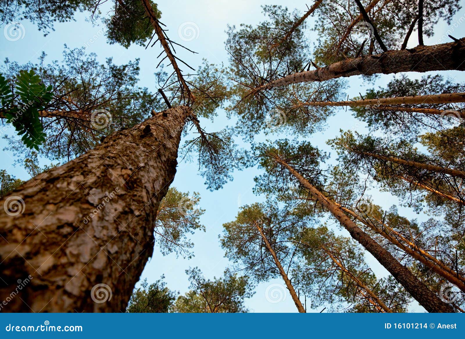 Pine tops stock photo. Image of wood, outdoors, summer - 16101214