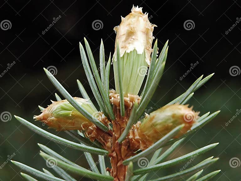 Pine tree stock image. Image of nature, spring, wilderness - 4227