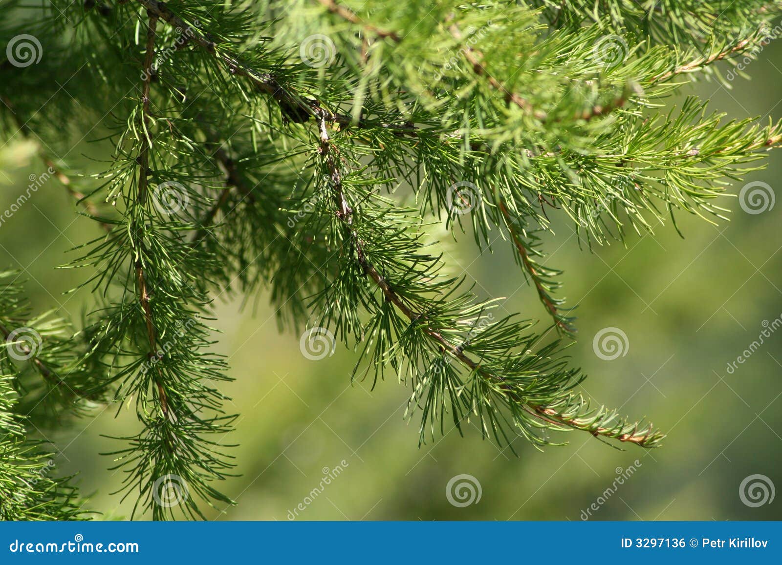 Pine tree 1 stock photo. Image of firtree, plant, close - 3297136