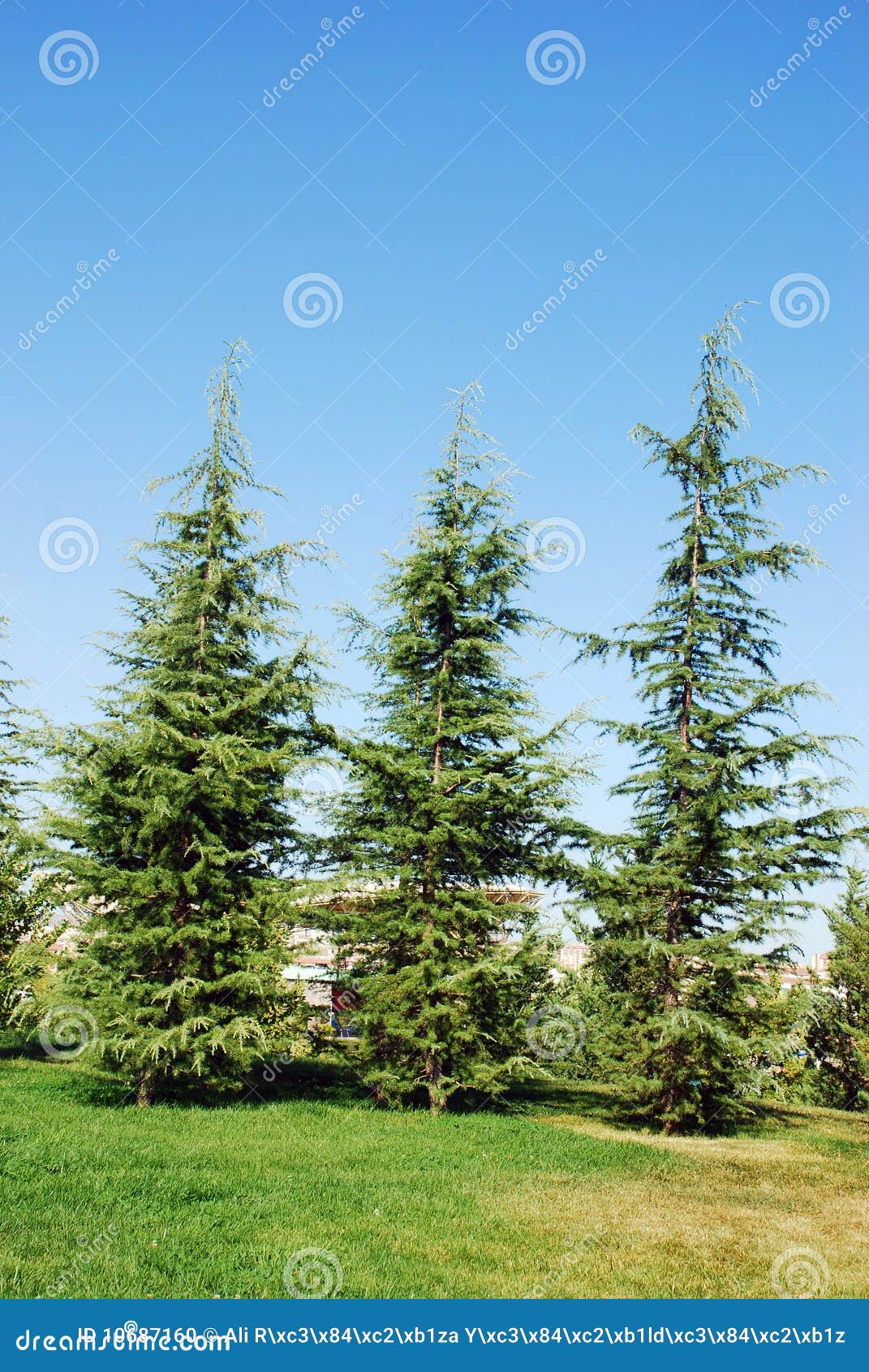 Pine Tree stock photo. Image of festivities, lighting - 10687160