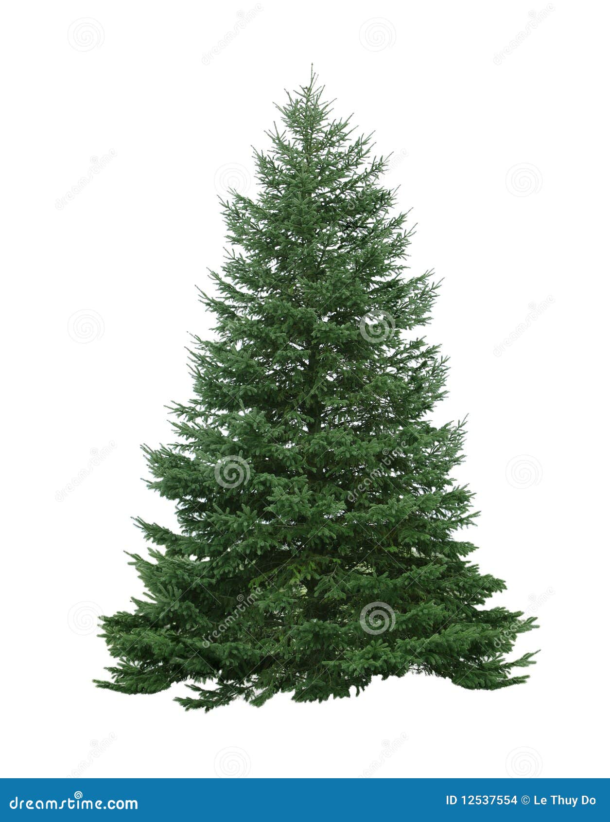 Pine Tree stock photo. Image of sharp, spring, isolated - 12537554