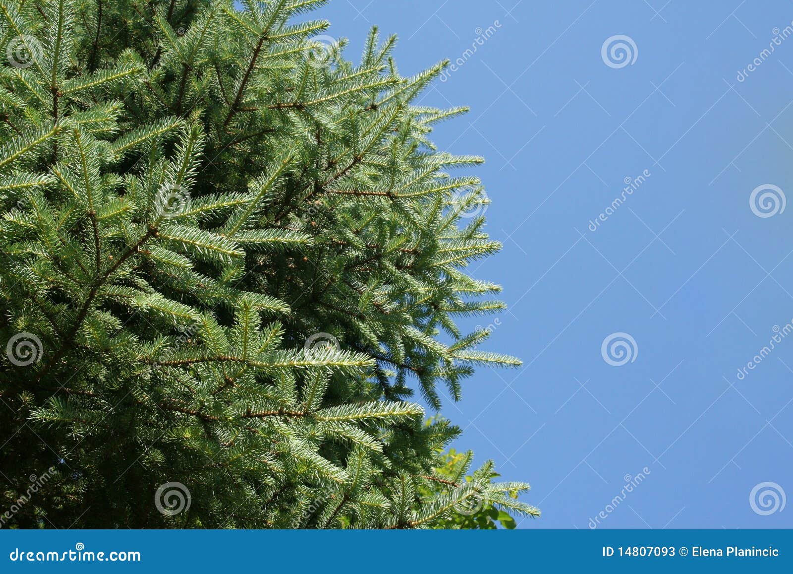 Pine tree stock image. Image of green, outside, nature - 14807093