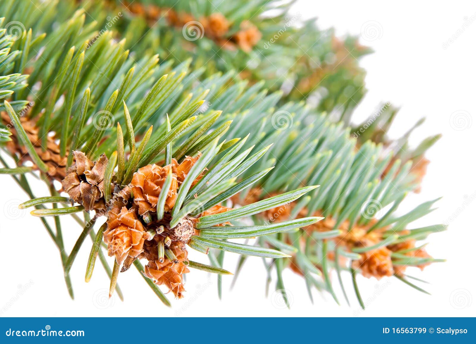 Pine-tree stock image. Image of santa, spruce, xmas, bulb - 16563799