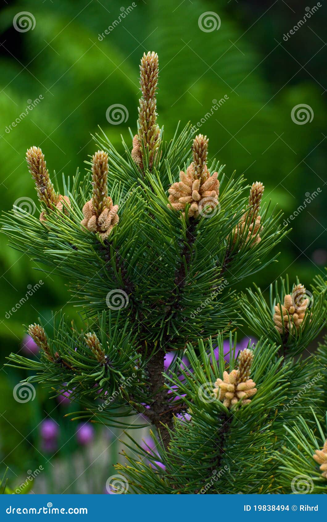 Pine tree stock photo. Image of grassland, environment - 19838494
