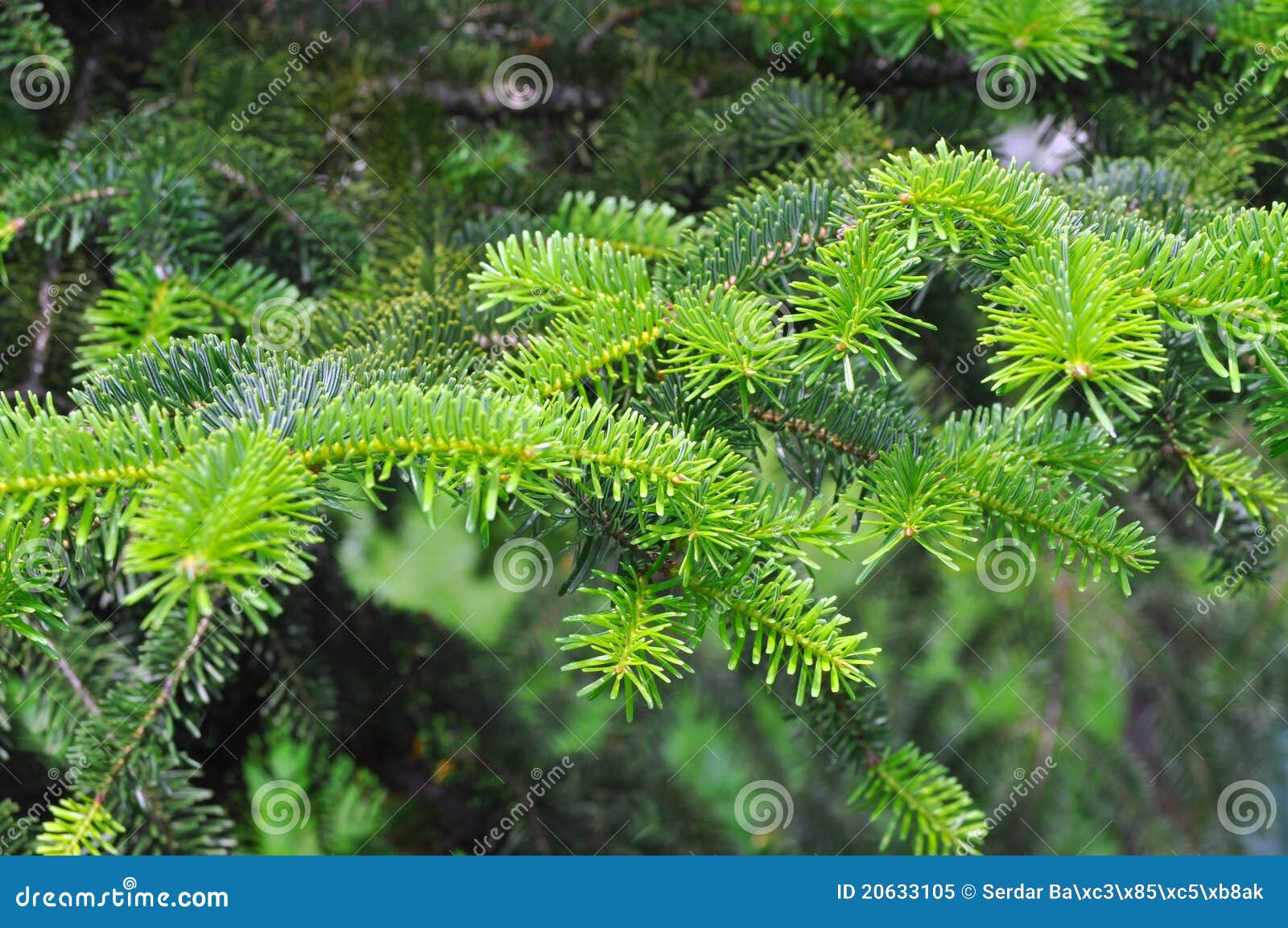 Pine tree stock image. Image of needle, forest, national - 20633105