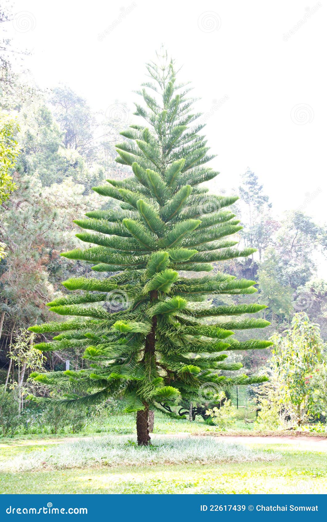 Pine tree stock image. Image of card, object, color, happy - 22617439