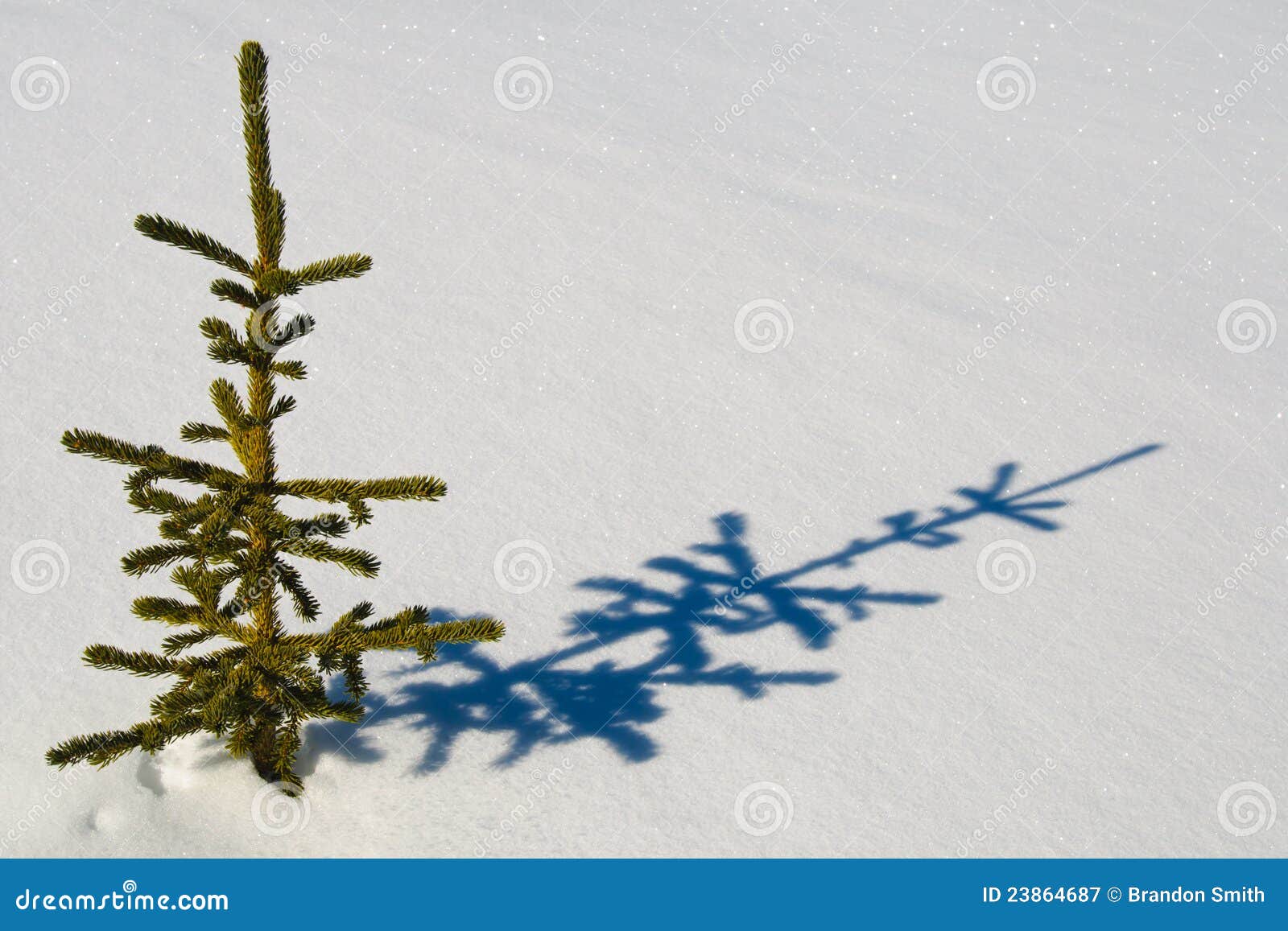 Pine Tree stock image. Image of outdoor, shadow, single - 23864687
