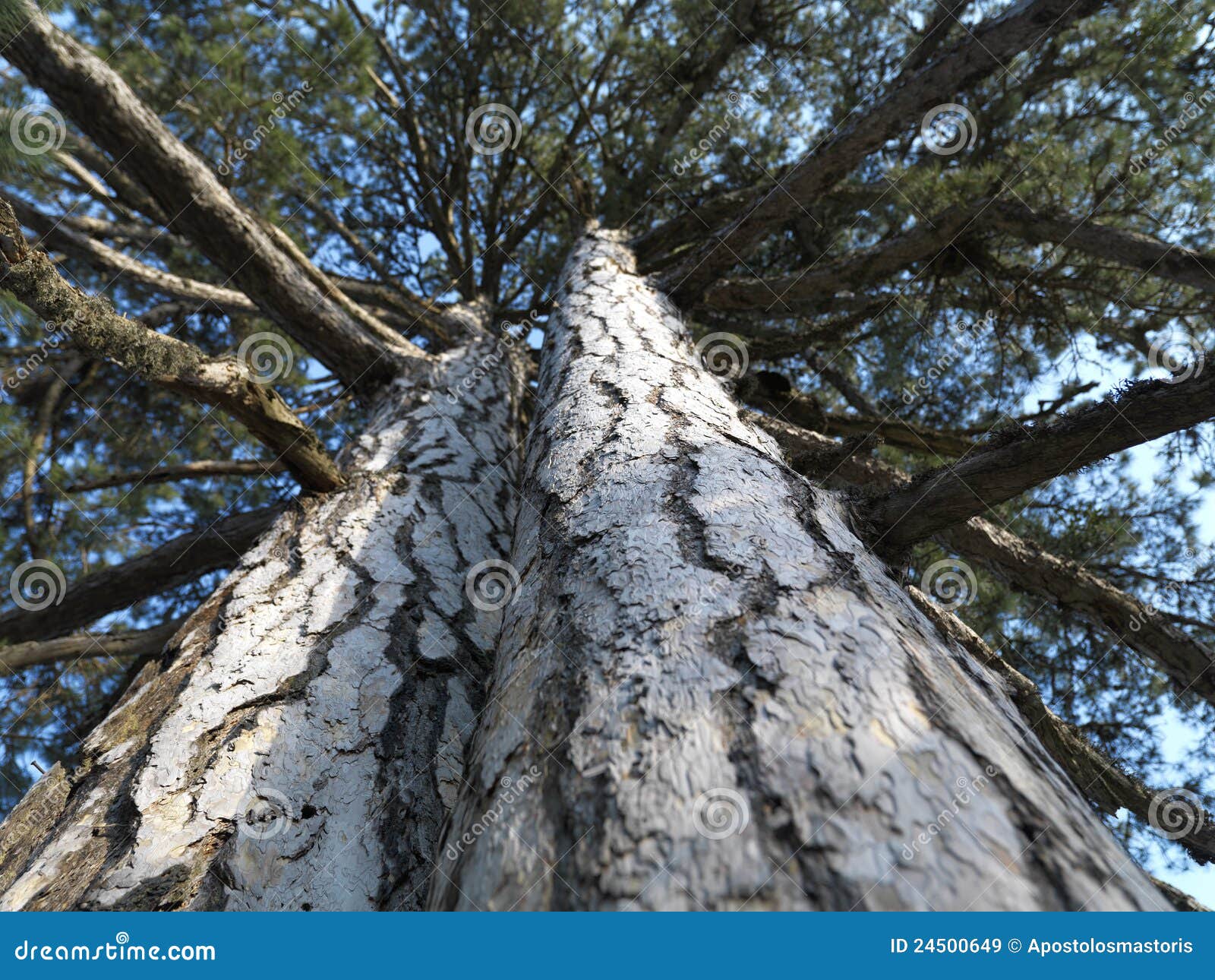 Pine tree stock image. Image of natural, weathered, plank - 24500649