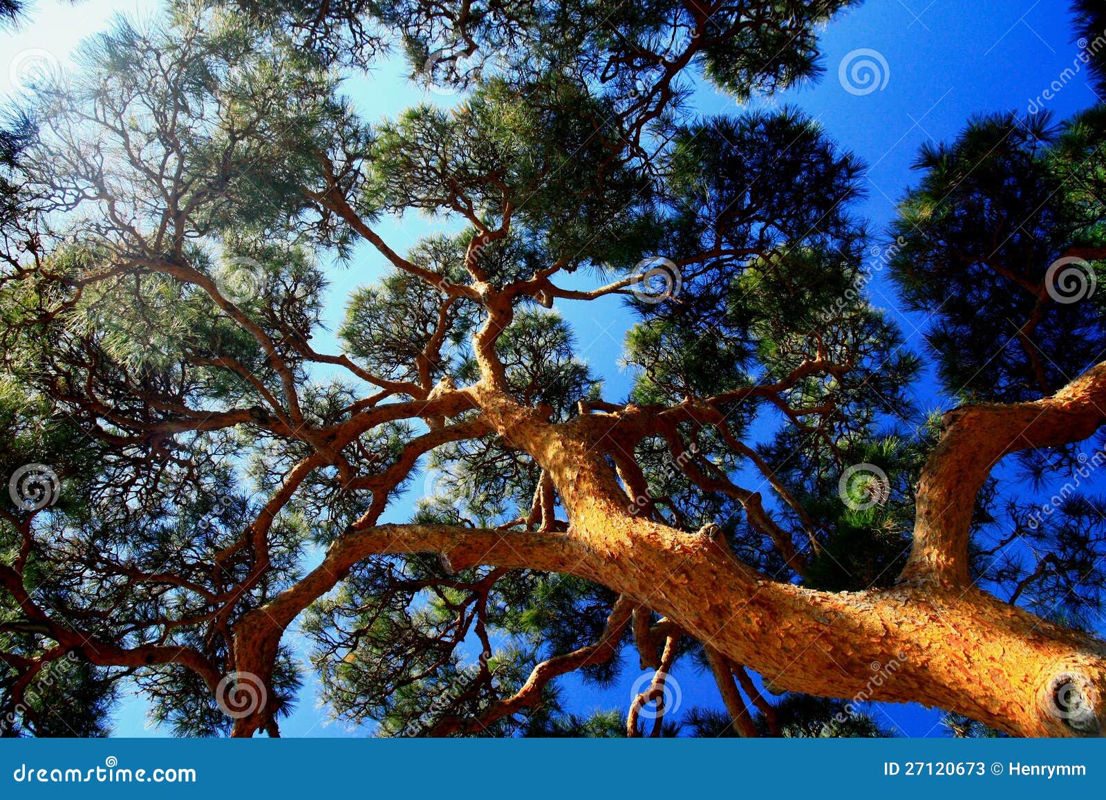 Pine tree stock image. Image of single, grow, nature - 27120673